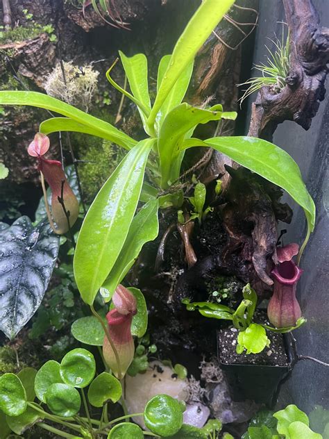 Two Sprouts Growing In Rsavagegarden