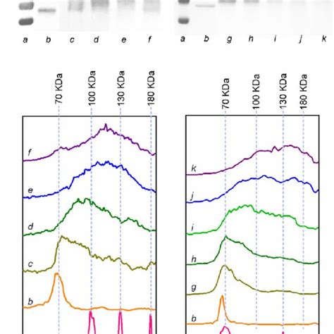 Scheme 1 Synthesis Of Bovin Serum Albumin Polymer Conjugates By