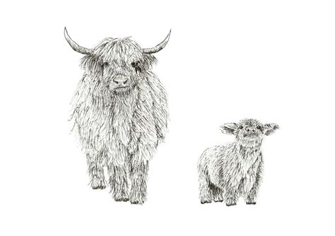 A5 Highland Cow Art Print Chloe Hartnell
