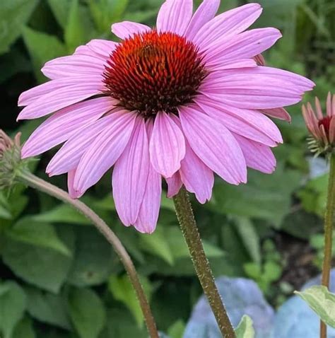 صدیق دواخانہ