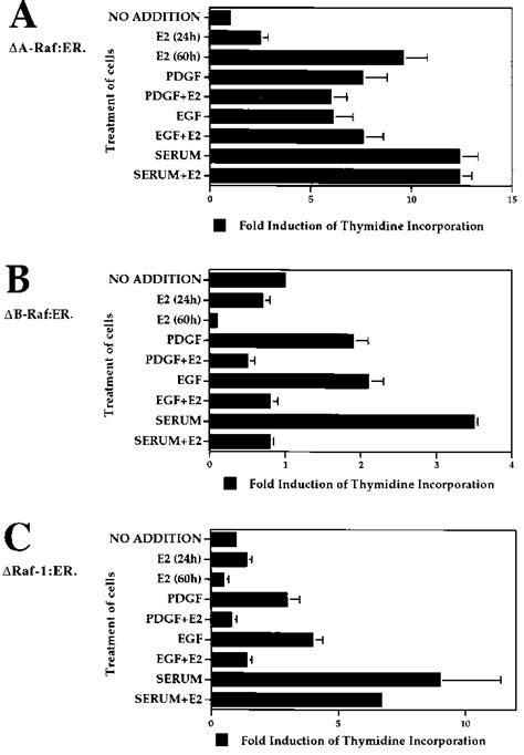 Effects Of Rafer Activation On Cell Cycle Progression Of 3t3 Cells