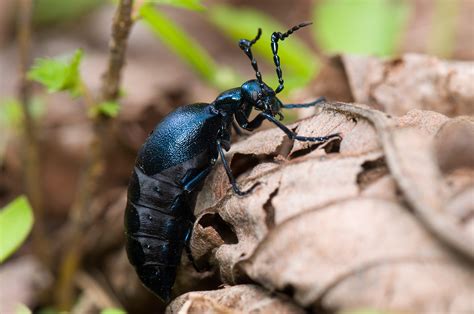 青森の蝶たち ツチハンミョウの仲間