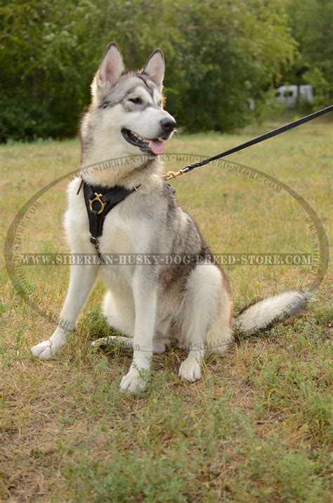 Walking Leather Harness For Siberian Husky H31025 Husky Leather