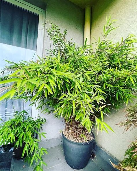 24 Types Of Bamboos To Grow In Containers And Gardens