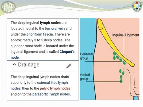 Freemedsite Lymphatic Drainage Of Groin Superficial