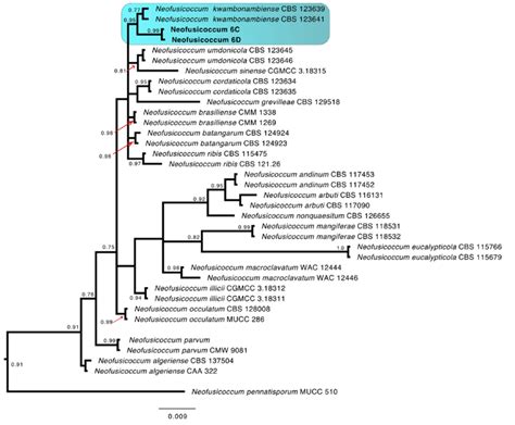 Phylogenetic Tree Based On The Bayesian Inference Of Two Combined Download Scientific Diagram