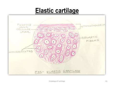 Elastic Cartilage Diagram