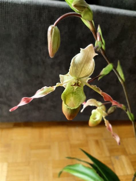 Phrag Sorcerers Apprentice R Orchids
