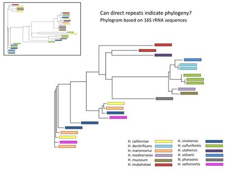 Ppt Crispr Direct Repeat Sequences Powerpoint Presentation Free