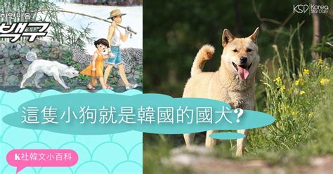 【k社韓文小百科】忠誠勇猛被用於贈送國家領導人，這就是韓國的國犬——珍島犬 Ksd 韓星網 生活