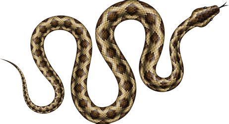 Python Vector Images Over