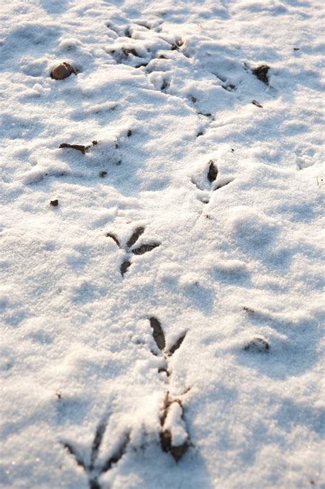 Vogelspur Im Frischen Schnee Stockbild Bild Von Form Abdruck 32651999