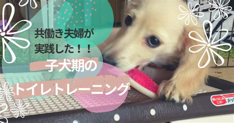子犬のトイレトレーニング。共働き夫婦が愛犬にトイレを教えた方法を解説｜