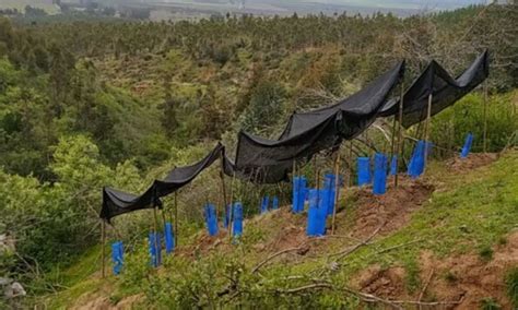 Programas De Recuperación Productiva Y Forestación Subsidiaria De Conaf