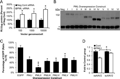 Human Pml Especially Isoform Ii Inhibits Raav Transduction And