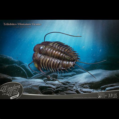 Trilobites 1 1 Replicas And Fossil Deluxe Ver Star Ace Toys Limited