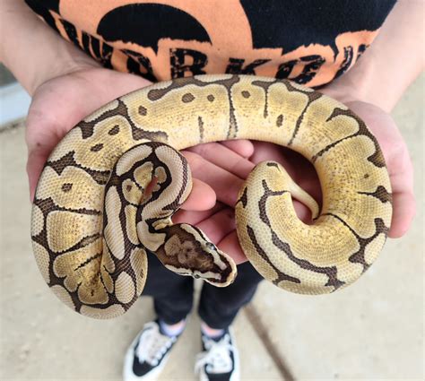 Python Regius Ball Python Spider Mojave Ball Python