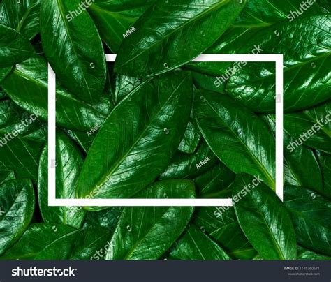 Texture Of Green Leaf Background Texture Of Leaves Closeup Leaf Green Texture Background