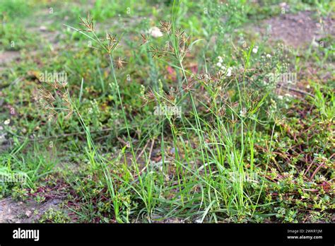Coco Grass Nut Grass Or Purple Nutsedge Cyperus Rotundus Is An