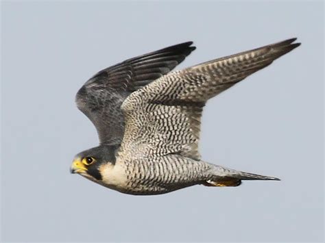 Peregrine Falcon Celebrate Urban Birds