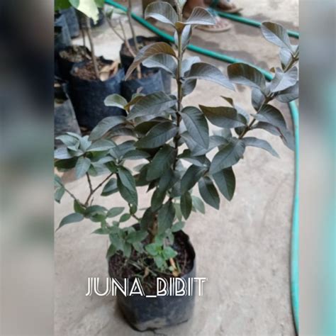 Jual Bibit Jambu Kerikil Shopee Indonesia