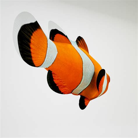 흰 동가리 3d 모델 10 Unknown Free3d