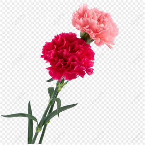 어머니의 날 꽃 꽃 카네이션따뜻한제전꽃들 Png 일러스트 무료 다운로드 Lovepik
