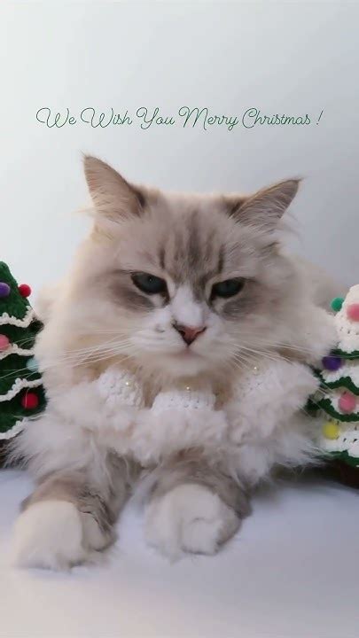 We Wish You A Merry Christmas 고양이영상 Siberiancat 시베리안고양이 Catmas