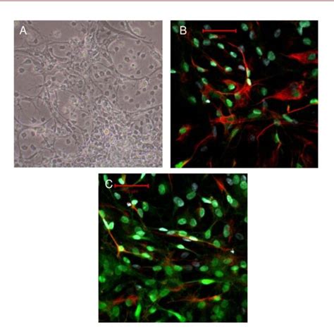 Identification Of Neural Progenitor Cells Passage 10 Download