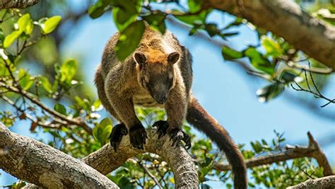 Bennetts Tree Kangaroo Alchetron The Free Social Encyclopedia