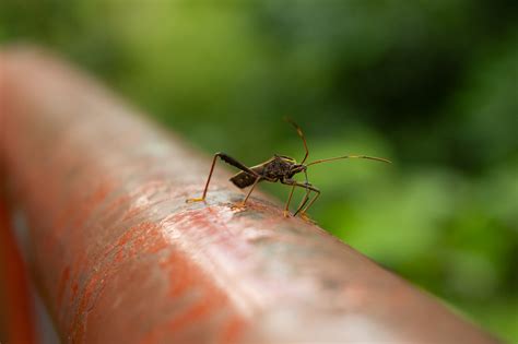 Jungle Bugs On Behance