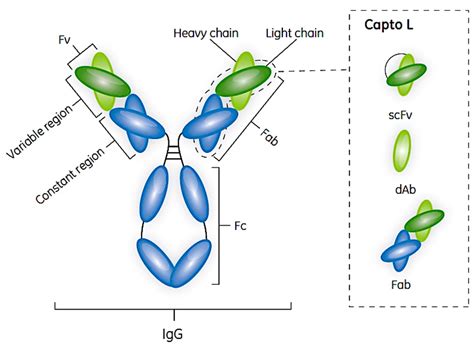 Antigenantibody Reaction Each Antibody Is Able To Bind
