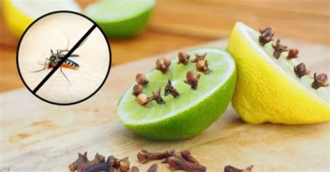 10 Effective Ways To Get Rid Of Mosquitoes Naturally