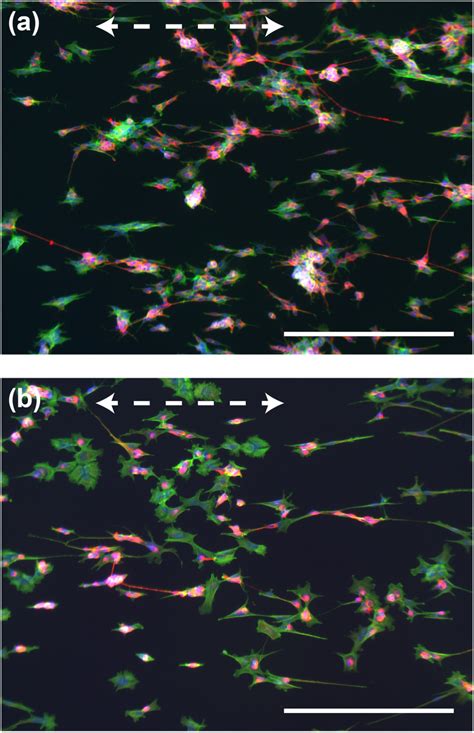 Examples Of Differentiated Sh Sy5y Cells Cultured On Nanogrooved Pdms