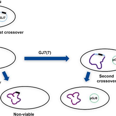 Conjugation Scheme Using The Traditional Suicide Plasmid Example Download Scientific Diagram