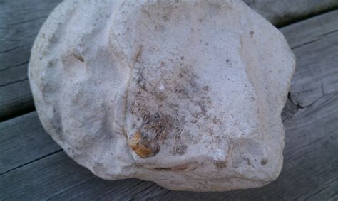 Fossilized Egg Fossil Id The Fossil Forum