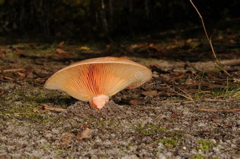 Champignon 3 De Chapeau De Lait De Safran Photo Stock Image Du Safran