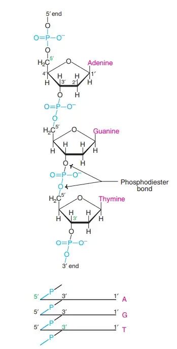 Dna Definition Structure Properties Types Functions Biology Notes Online