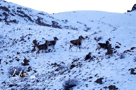 新疆博州雪地中觅食的盘羊3 图片频道 人民网