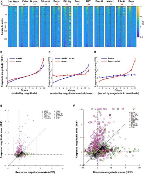 Odor Responses In The Awake State Are Poor Predictors Of The Response