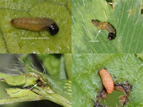 Luperina Dumerilii Duponchel 1827 Papillons Chenilles 49