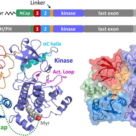 The Abl Sh3 Domain Interacts With The Sh2kinase Linker In Download Scientific Diagram