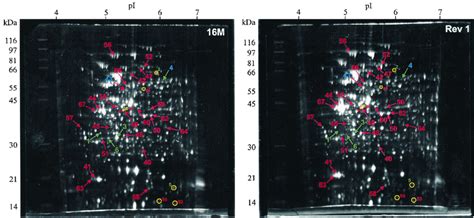 Proteomes Of Laboratory Grown B Melitensis Strains 16m And Rev 1 In