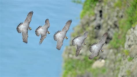 獲物咥えたハヤブサ5連写合成8K GANREF