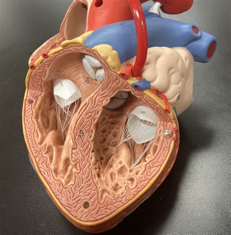 Heart Model Interior View Diagram Quizlet