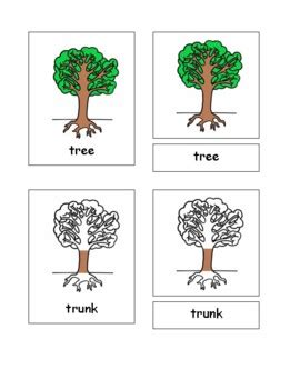 Montessori PARTS OF THE TREE Nomenclature Part Cards By Mrs Marble Canoe