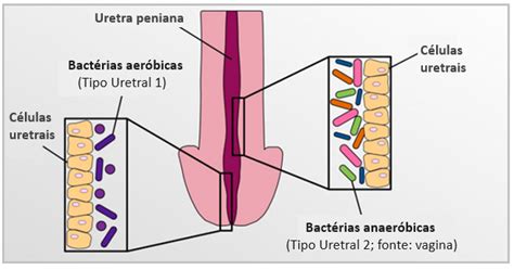 Existe Um Microbioma Na Uretra Do Pênis E O Sexo Vaginal Pode Modificá