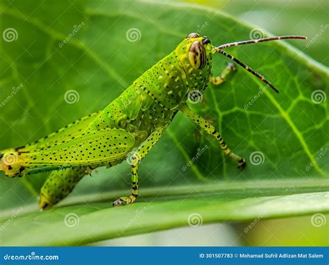 Close Up Of A Green Grasshopper Top View Stock Image Image Of