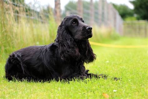 Cocker Spaniel Negro Banco De Fotos E Imágenes De Stock Istock