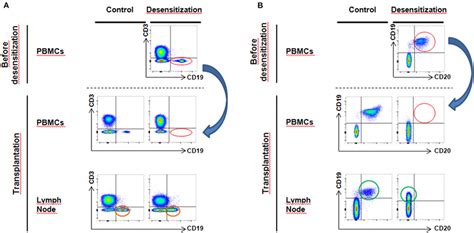 Flow Cytometry Analysis Of Circulating And Lymph Node B Cells A After Download Scientific